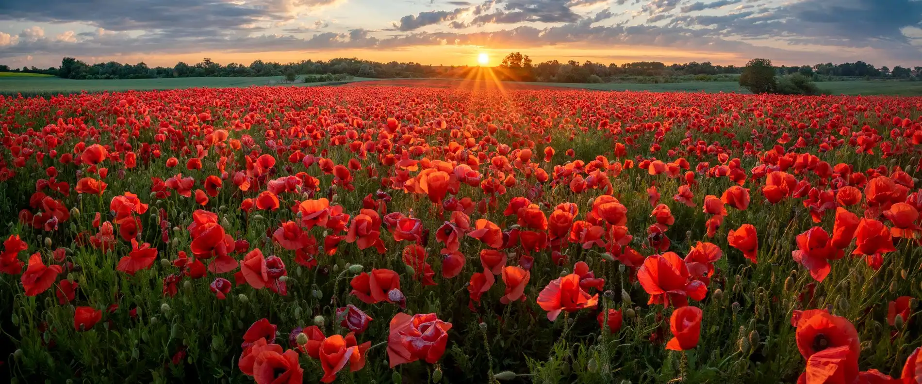 Careers | Pure Cremation™