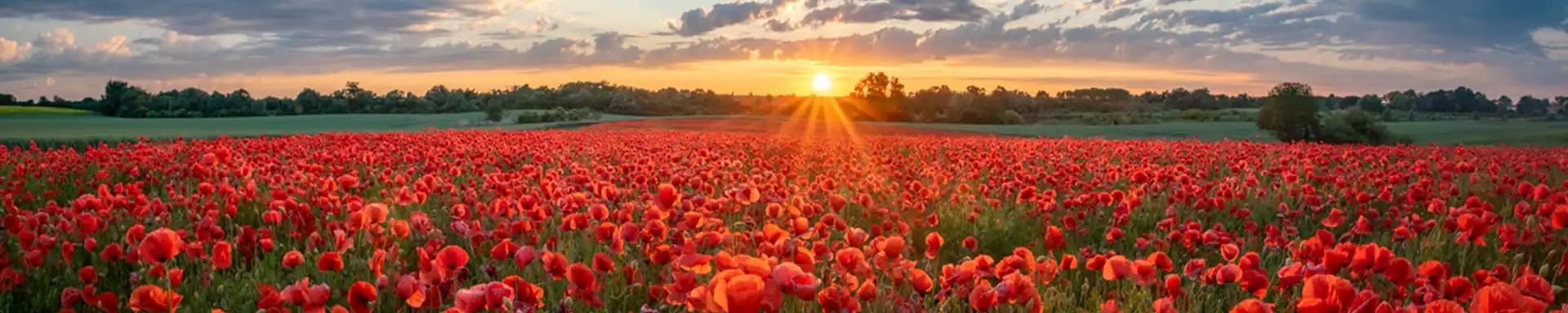 Sitemap | Pure Cremation