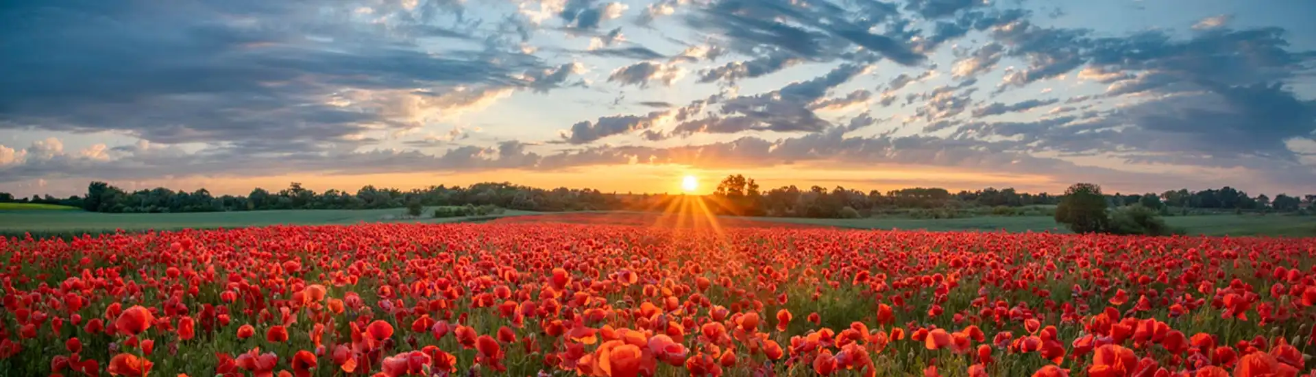 Our Code of Practice | Pure Cremation